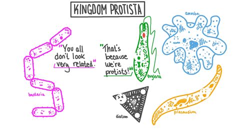 Kingdom Protista Characteristics Classification 49 Off