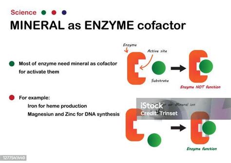 과학 다이어그램은 세포에서 효소 기능에 대한 보조 인자 또는 효소로 미네랄을 설명합니다 효소에 대한 스톡 벡터 아트 및 기타 이미지 효소 자물쇠 0명 Istock