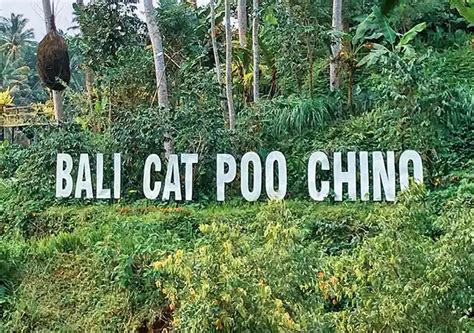 What Makes Kopi Luwak Coffee Unique