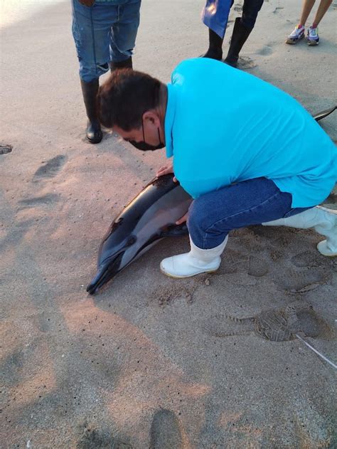 El Angustiante Momento En El Que Un Delfín Murió Tras Quedar Varado En