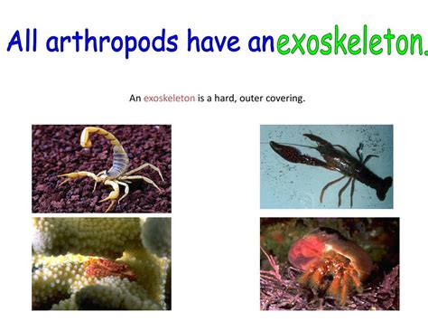 Ppt Arthropods Powerpoint Presentation Free Download Id5566599