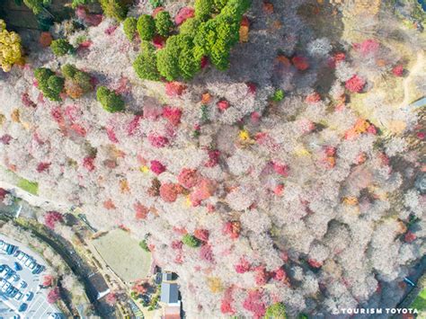 川見四季桜の里芝桜 愛知県西三河エリアの公式観光サイト 西三河ぐるっとナビ