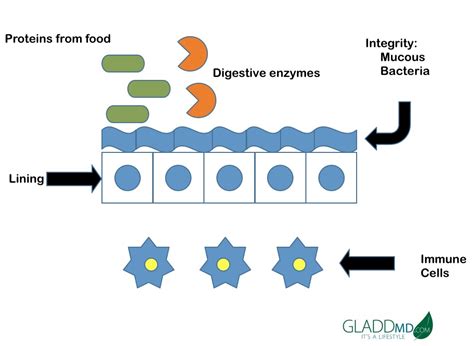 Food Sensitivities Dont Blame The Food Part 2 Empowering