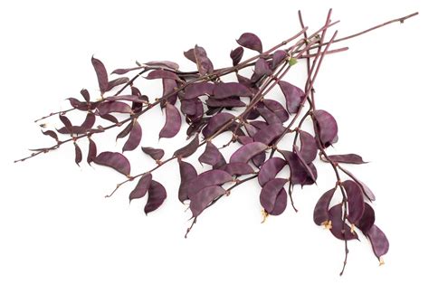 Lablab Purpurový · Loukykvět