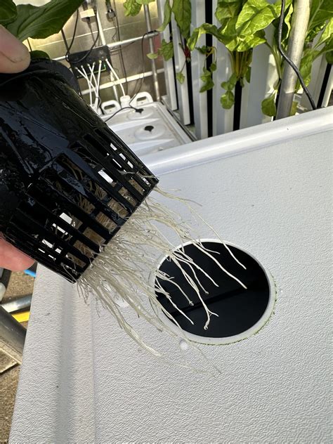 Double Yields With Growdirector Automated Hydroponic System Double Yields With Growdirector Automated Hydroponic System