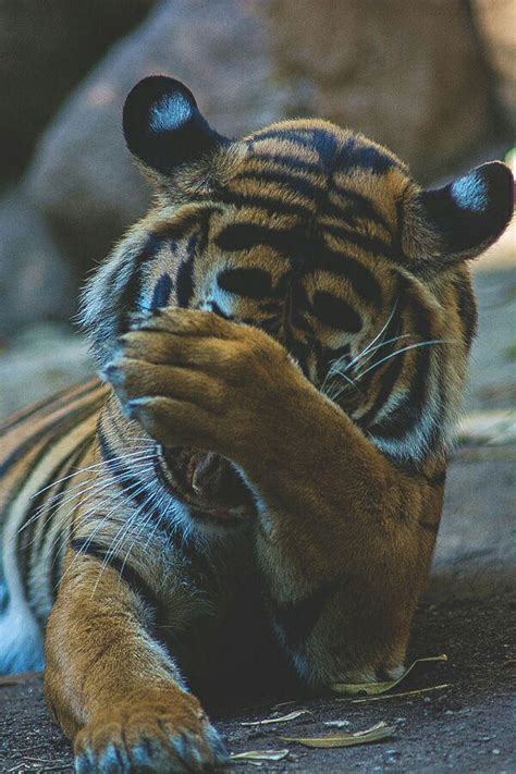 人类可以驯化猛兽吗 知乎