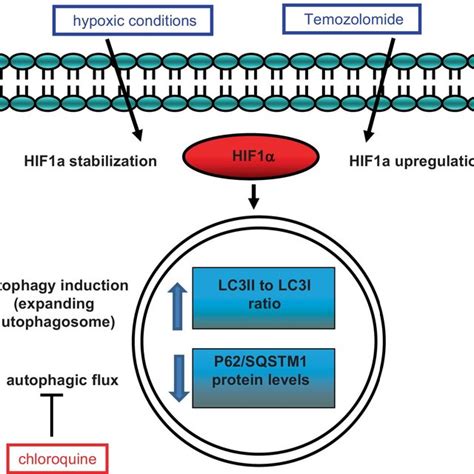 Somatostatin Receptor Ligands Srls Like Octreotide Can Induce