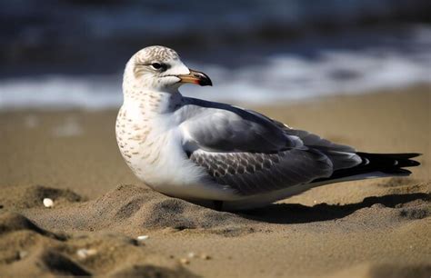 Premium Ai Image A Small Seagull Sitting On The Sand