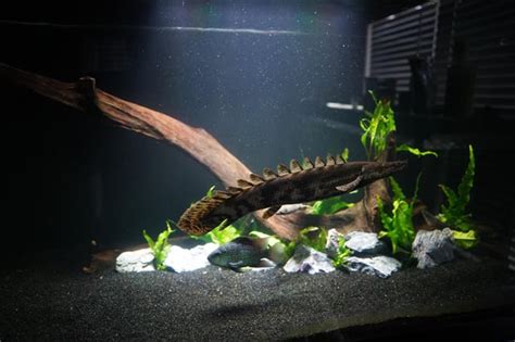 My Polypterus Bichir Collection R Aquariums
