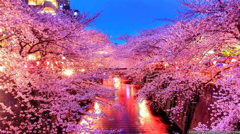Japanese Spring Wallpapers Top Free Japanese Spring Backgrounds