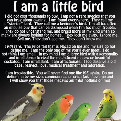 Avian Rights Activist Parrot Pet Birds Funny Birds