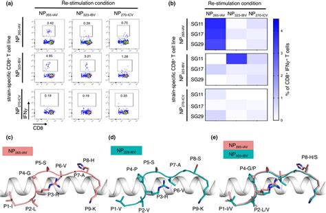Cross‐reactivity Of Cd8⁺ T Cells Towards The Three Np Peptides And