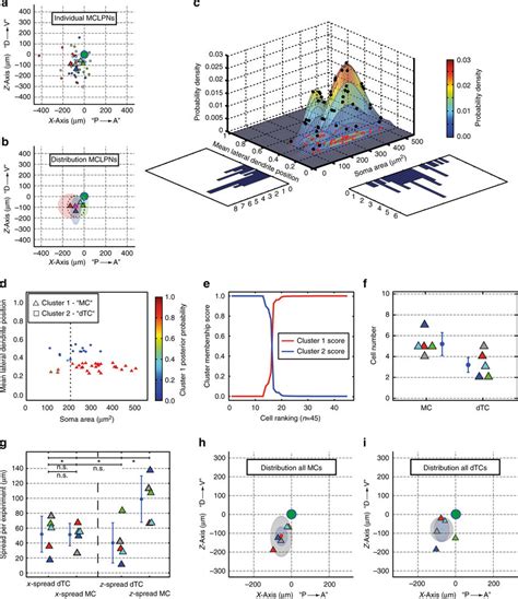 Morphological Classification Of Projection Neurons In The Mitral Cell