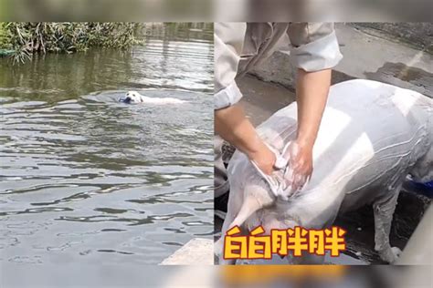 妥妥的 拉布拉猪”！两岁狗狗体重已达120斤，洗澡时被路人认成一头猪洗澡时体重拉布拉