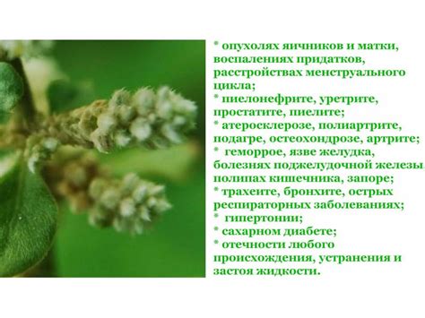 Пол пала трава фото и где растет