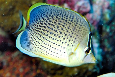 The Peppered Butterflyfish Whats That Fish