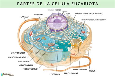 Caracteristicas De La Celula Eucariota Y Sus Funciones Cursos Online