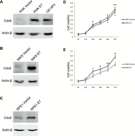 Role Of Cdc6 In Re Replication In Cells Expressing Human Papillomavirus