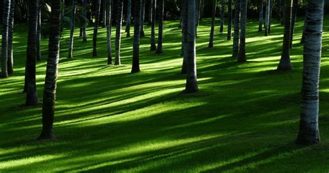 Best Grass For Shade Grass Types That Thrive In Low Light Lawn Chick