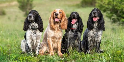 The Ultimate Guide To Cocker Spaniel Colours And Coat Types From Classic To Rare