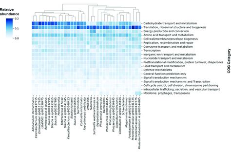 Heatmap Hierarchical Clustering Of The Most Abundant Cog Functions For