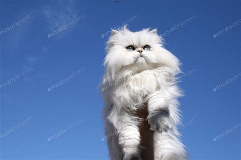 عکس گربه پرشین سفید 42117 Persian Cat مزرعه فوتیج