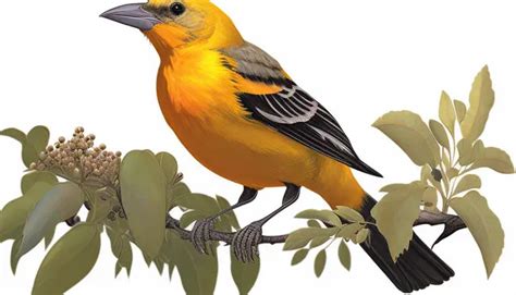 An Orange Bird Is Sitting On A Branch Background Picture Of A Female