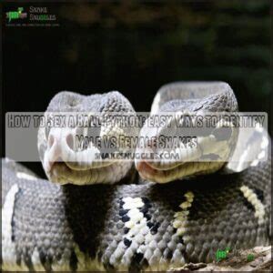 Ball Python Teeth Surprising Facts About Your Snake S Hidden Fangs