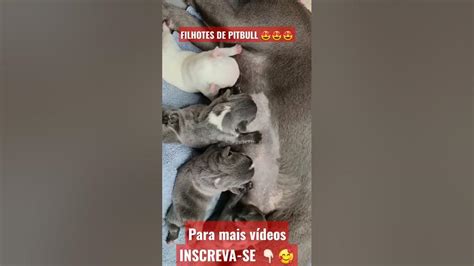Pitbullfilhotes De Pitbull Mamandomuito Fofos😍😍😍 Youtube