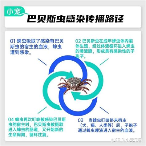 巴贝斯虫病是什么？小宠医师讲解巴贝斯虫病 知乎