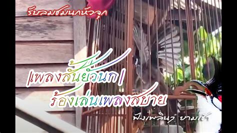 เสียงนกกรงหัวจุก เปิดเพลงสั้นยั่วนก Andร้องเล่น เพลงสบายเสียงนกกรงหัวจุก รับลมชมนกหัวจุก Youtube