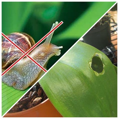 ThuỐc TrỪ Ốc Moi Oc 6gr ĐẶc TrỊ Ốc BƯu VÀng HẠi LÚa VÀ CÁc LoẠi Ốc