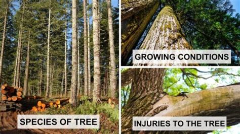 Top 11 Common Wood Defects To Avoid For Wholesaler K Timber