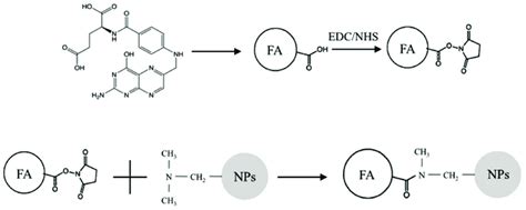 Schematic Of The Coupling Reaction Between Folic Acid Fa And