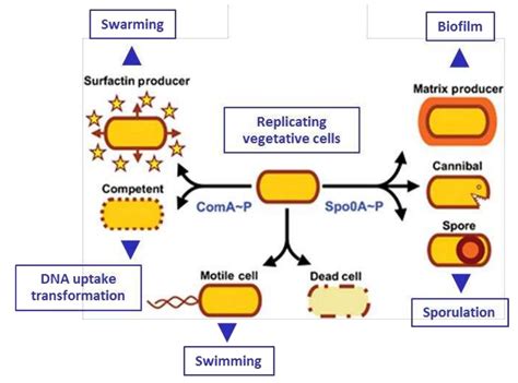 Schematic Representation Of The Distinct Cell Types That