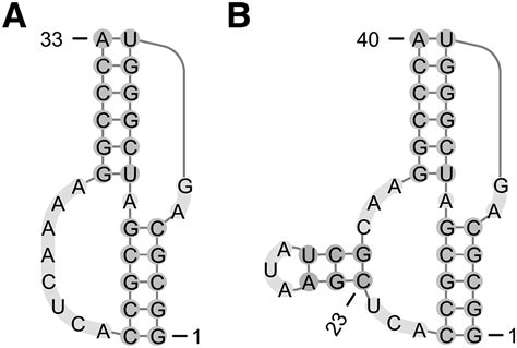 Improved Free Energy Parameters For Rna Pseudoknotted Secondary