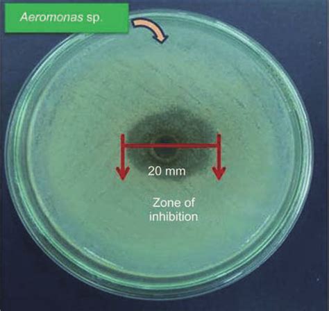 Zone Of Inhibition By Probiotic Strain Cm2 For Pathogenic Aeromonas