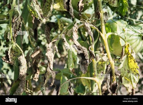 Wilted Tomato Plant Leaves With Fungal Spots In Sunny Garden Stock
