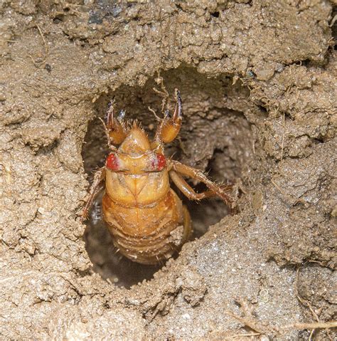 17 Year Cicada Nymph Photograph By John Serrao Pixels