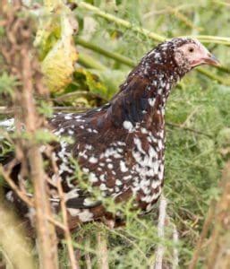 Speckled Sussex Chicken Eggs Color Size Temperament Pics