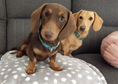 Charlie 4 Months Nsw Dachshund Rescue Australia