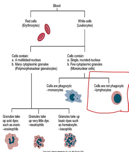 Immunology 2 Flashcards Quizlet