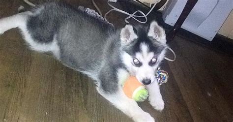 Husky Album On Imgur