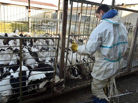 台湾因h5n1 禽流感宰杀25000多只鸭子 2022年12月10日 俄罗斯卫星通讯社