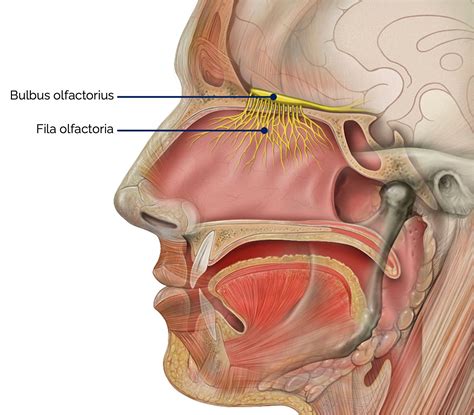 Olfaktorisches Und Gustatorisches System Medi Know