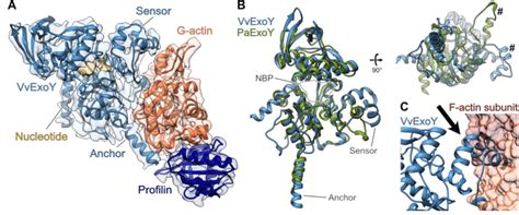Cryo Em Structure Of The Vvexoy G Actin Profilin Complex A An Atomic