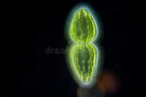 Protozoa And Plant Cells Under The Microscope For Education Stock