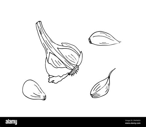 Set Of Hand Drawn Monochrome Different Garlic Sketch Style Garlic