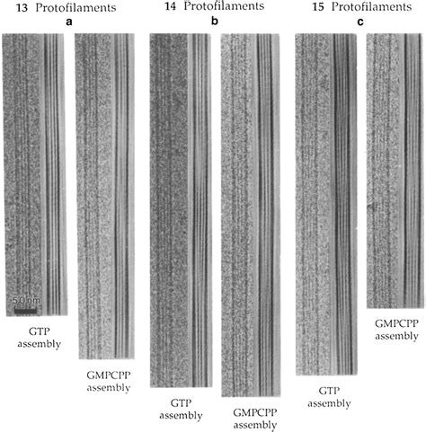 Individual Microtubule Images With The Corresponding Computer Filtered