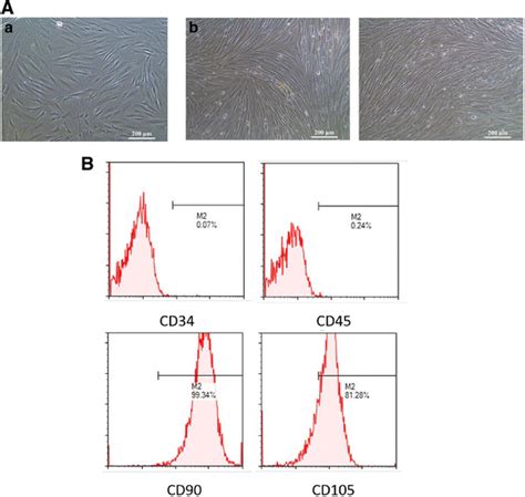 Characterization Of Ercs A The Morphology Of Ercs A P4 Passage Of